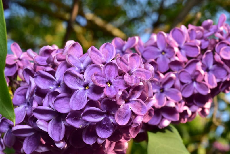 Lilac, Macro. Cluster. stock photo. Image of spring - 150034410