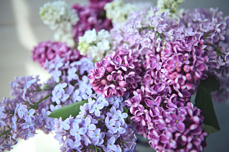 Lilac Macro stock photo. Image of lavender, lilacs, spring - 71224412