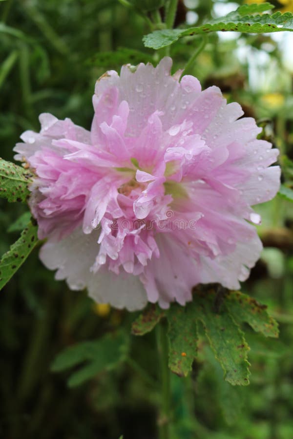 Lilac Malva Flower in Bloom Stock Photo - Image of flowering, mallow ...