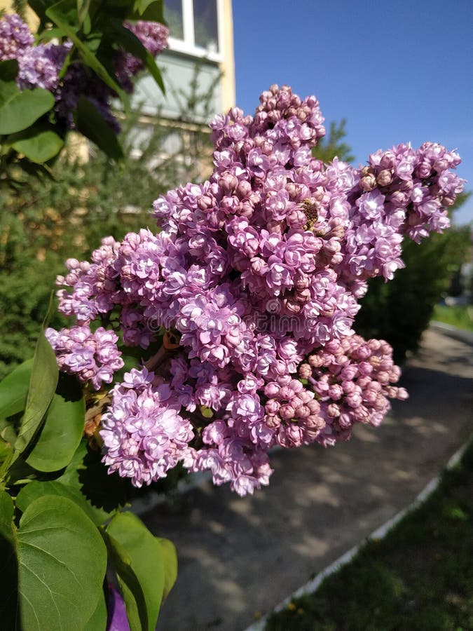 Lilac in may stock image. Image of blossom, petal, lilac - 219683189