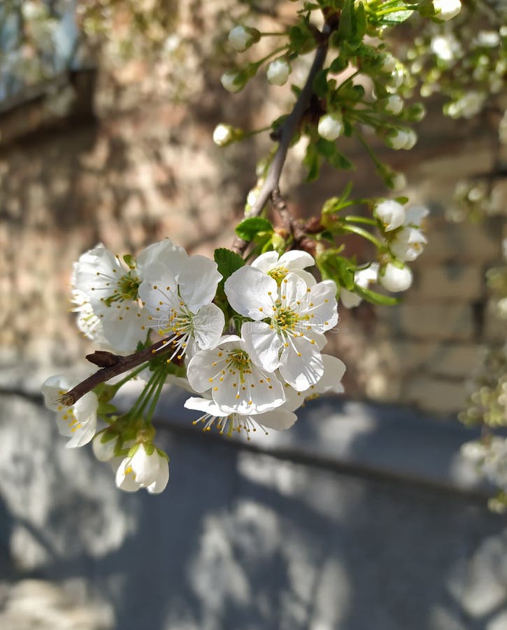Cherry tree in may stock photo. Image of cherry, blossom - 182385370
