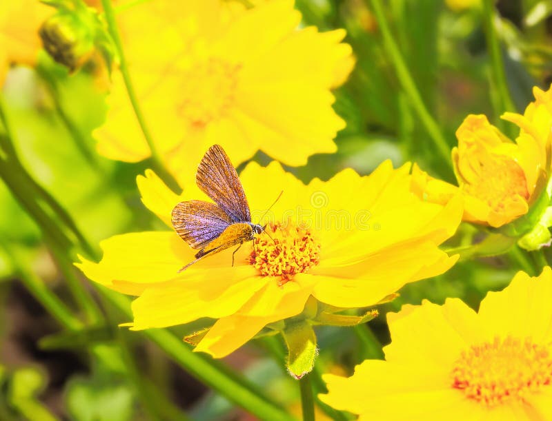 Lilac Moth on the Yellow Flower of Coreopsis, Macro Stock Image - Image ...