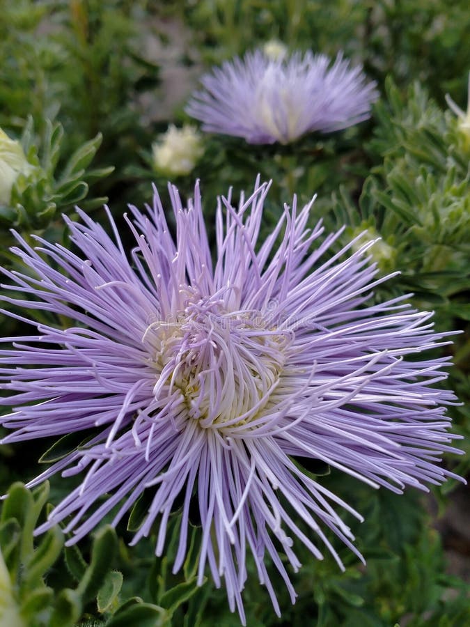 Lilac needle aster stock photo. Image of flower, vegetable - 256523282