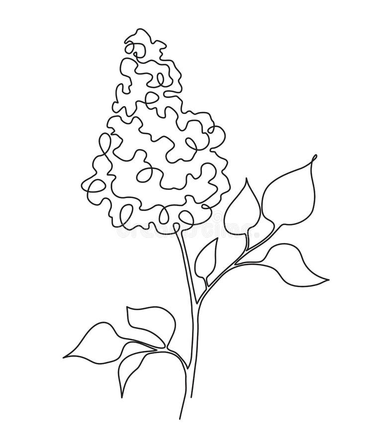 Lilac One Line stock vector. Illustration of flower - 155511738