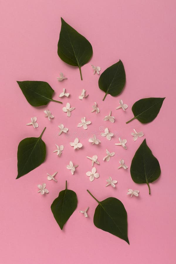 Lilac pattern. stock photo. Image of frame, petals, blossom - 247219796