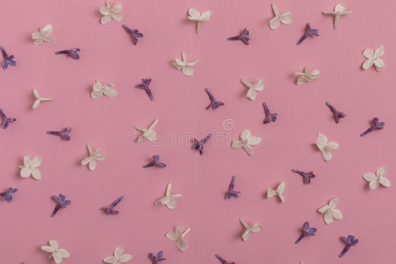 Lilac pattern. stock photo. Image of bloom, spring, head - 247219802