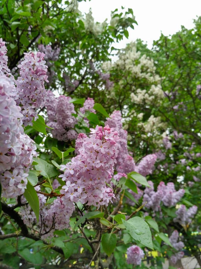 Lilac Pink and White Flowers in Spring. Stock Image - Image of color ...