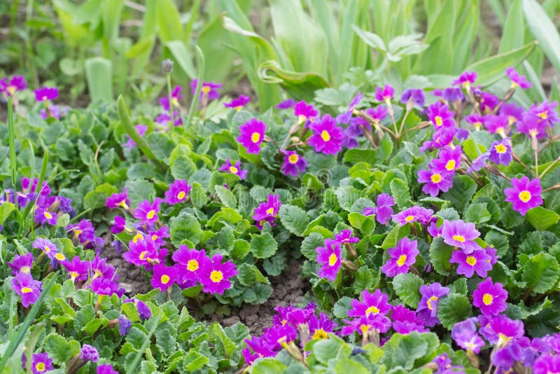 Lilac primrose in garden stock image. Image of floral - 182500263