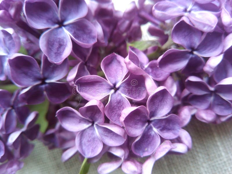 Lilac purple flowers stock photo. Image of decor, flora - 72251692