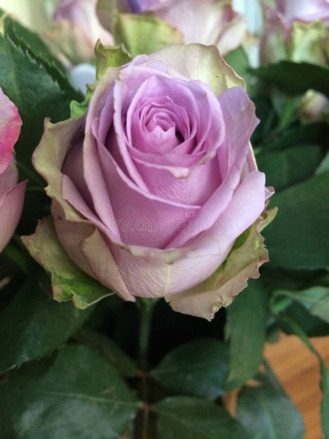 Lilac purple lavender rose stock photo. Image of lavender - 48641604