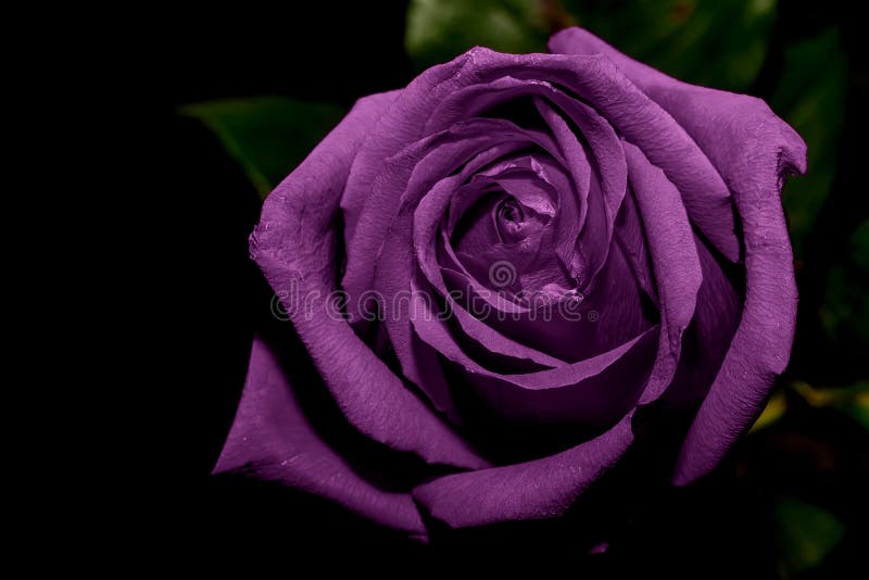Lilac rose flower vase stock photo. Image of wall, romance - 240907392