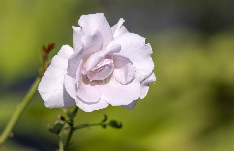 Lilac rose stock photo. Image of petal, nature, blossom - 274984236