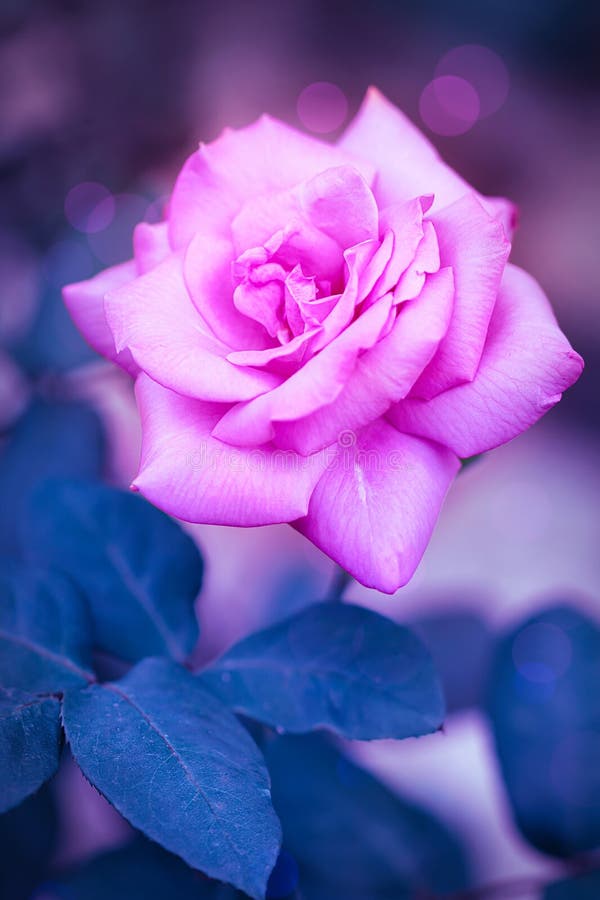 Lilac rose flower vase stock photo. Image of wall, romance - 240907392
