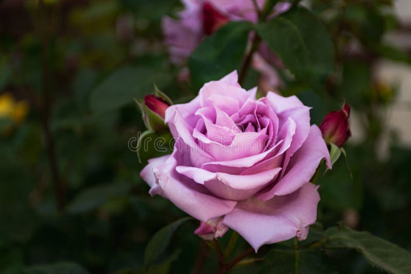 Lilac Rose on a Bush in Selective Focus Stock Photo - Image of ...