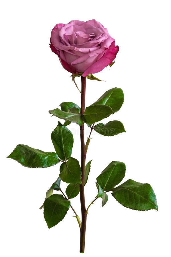 Lilac Rose with Green Leaves on White Background. Stock Image - Image ...