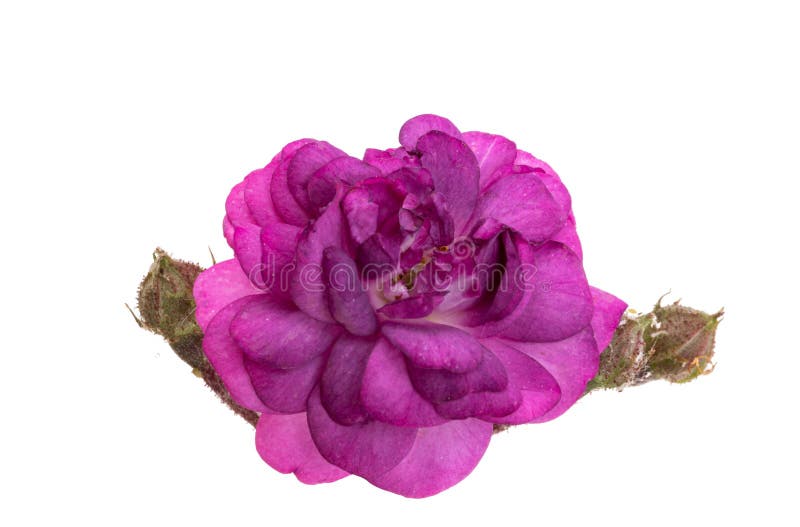 Lilac rose isolated stock photo. Image of purple, flower - 250242378