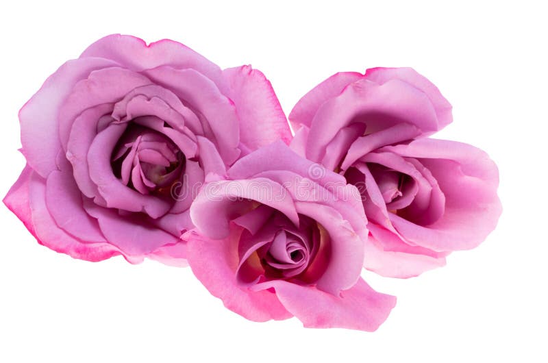 Lilac rose isolated stock image. Image of rose, color - 281115413