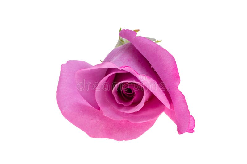 Lilac rose isolated stock photo. Image of flora, romantic - 306238162