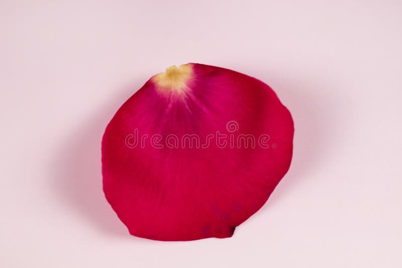 Lilac rose petal top view stock image. Image of bathroom - 208418243