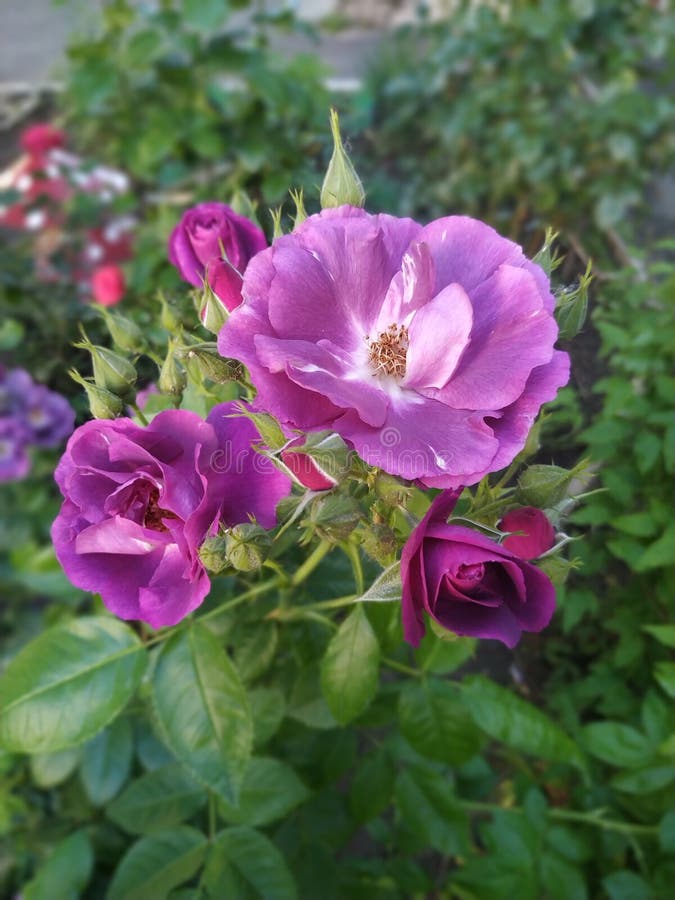 Lilac Roses in the Flowerbed Stock Photo - Image of flowers, leaves ...
