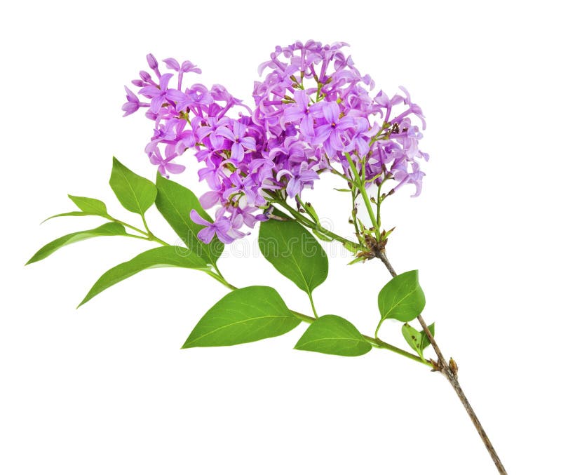 A Sprig Of Fragrant Purple Lilac During Spring Flowering Stock Photo ...