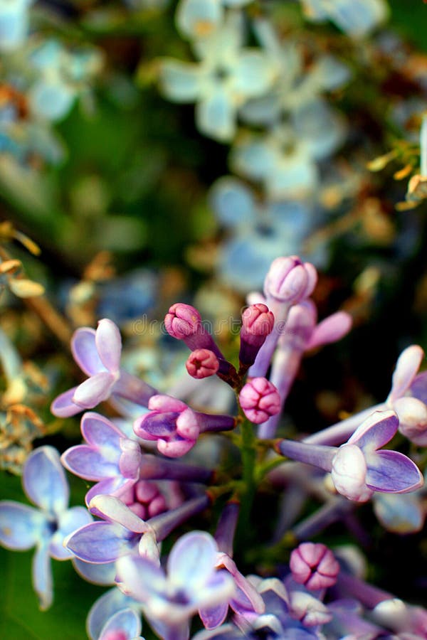 Lilac sprig with leaves stock image. Image of petal - 247557859