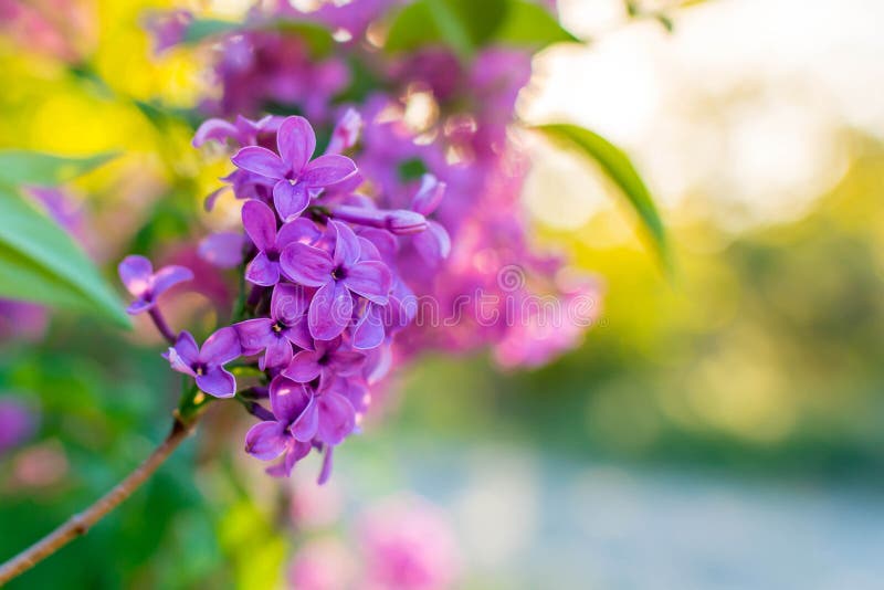 Lilac stock image. Image of nature, flowers, lilac, color - 154269589