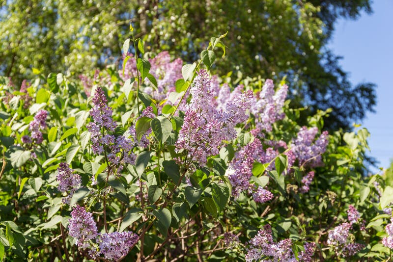 Lilac in spring stock photo. Image of violet, bunch - 117360192