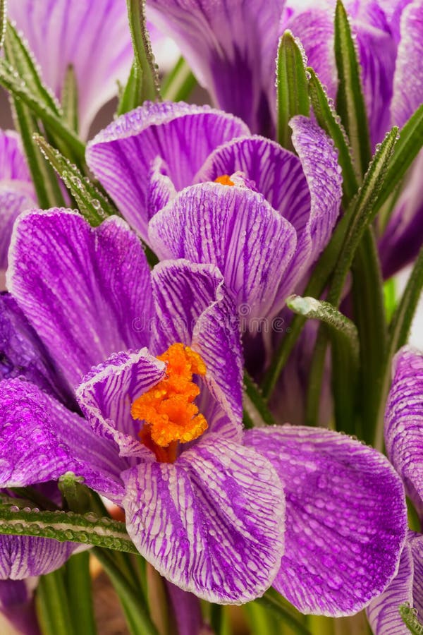 Lilac spring crocus stock photo. Image of drop, spring - 29692124