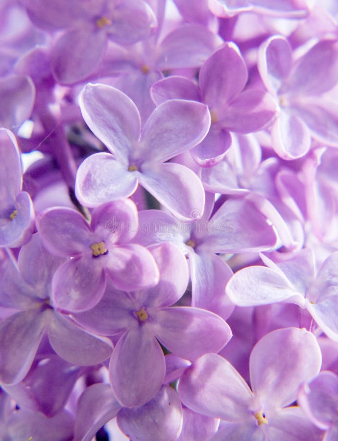 Lilac. Spring Flowering Lilac. Natural Spring Background Stock Image ...