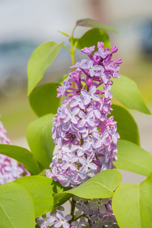 Lilac Spring Flowers stock photo. Image of purple, floral - 92341882