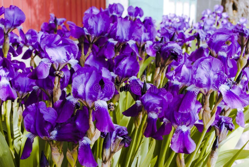 Lilac Spring Flowers. Mid Spring Stock Image - Image of abstract ...