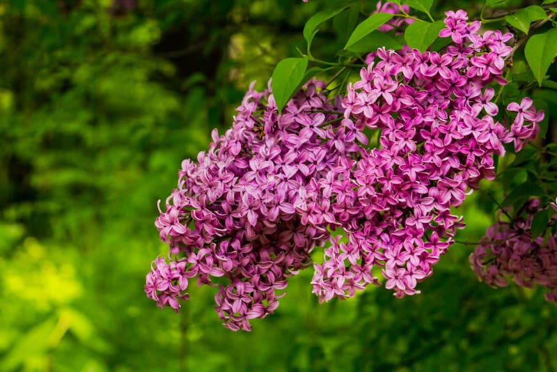 Lilac in the sun stock photo. Image of garden, flowers - 63205376