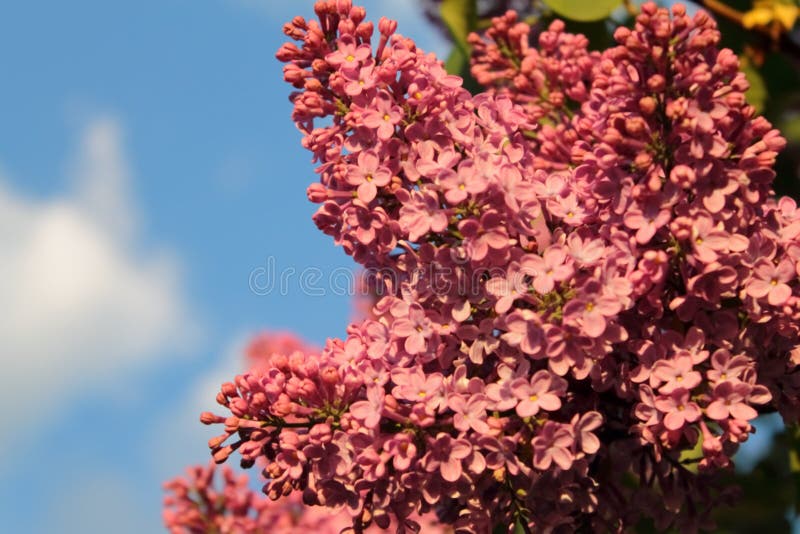 Lilac at Sunset. Spring Evening Stock Image - Image of cloudsn, tree ...