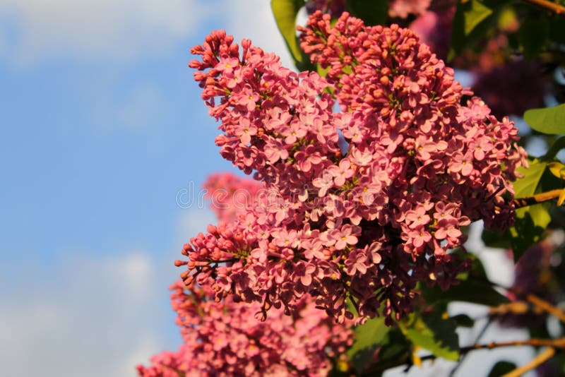 Lilac at Sunset. Spring Evening Stock Image - Image of bush, flowering ...