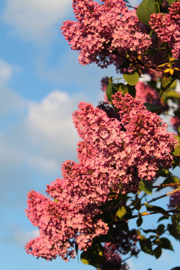 Lilac at Sunset. Spring Evening Stock Image - Image of beauty, cloudsn ...