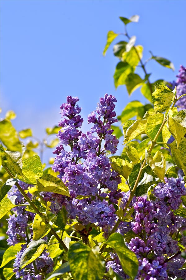 Lilac - Syringa Flowers stock photo. Image of species - 25955026