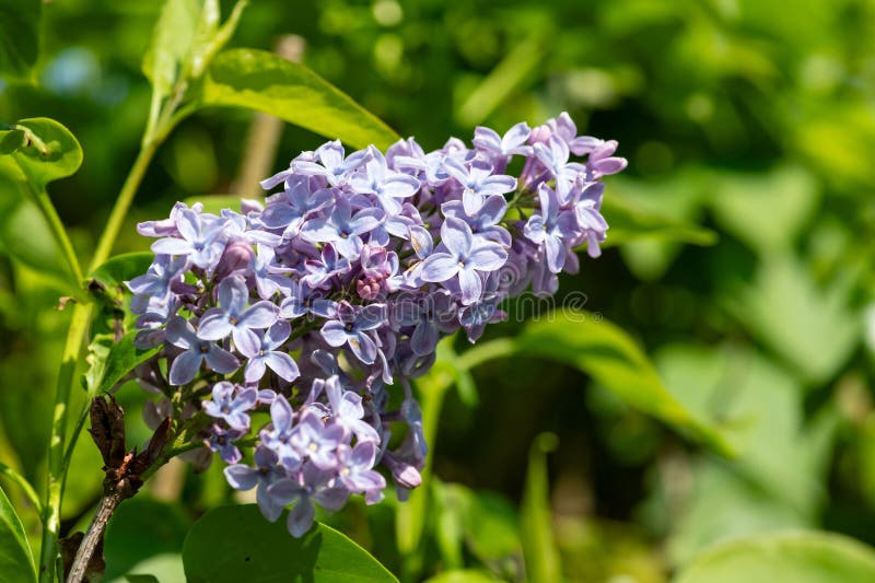 Lilac (syringa) flowers stock image. Image of horticulture - 304727709