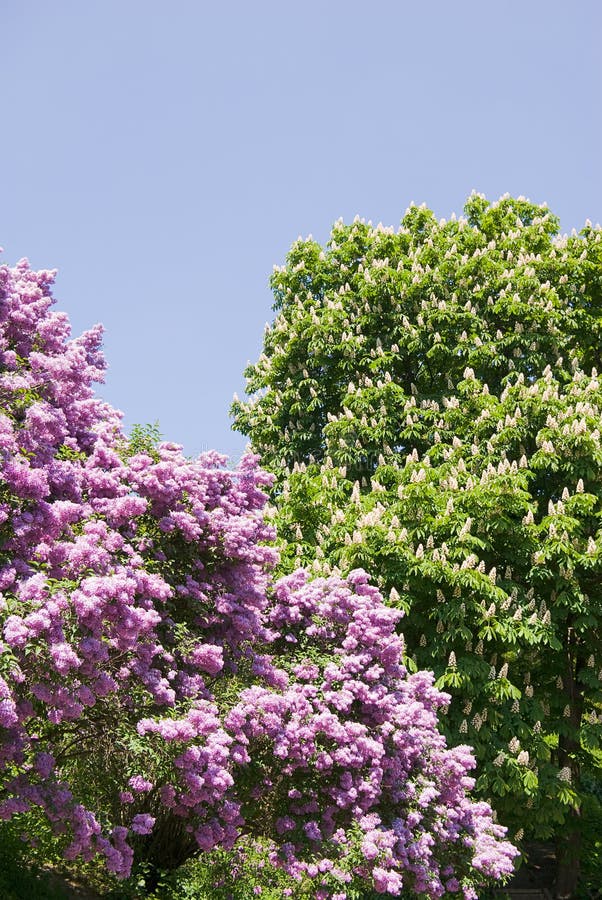 Lilac tree stock photo. Image of fragility, beauty, magnificent - 8200006