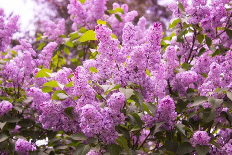 Lilac tree stock image. Image of copy, botany, background - 116285387