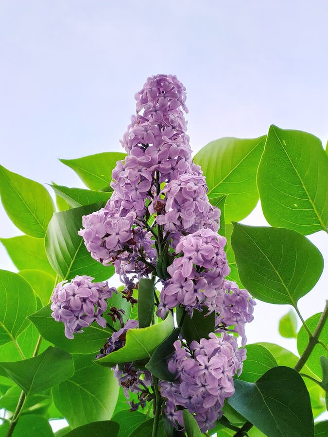 Lilac on a tree stock image. Image of lilacs, petal - 162530743