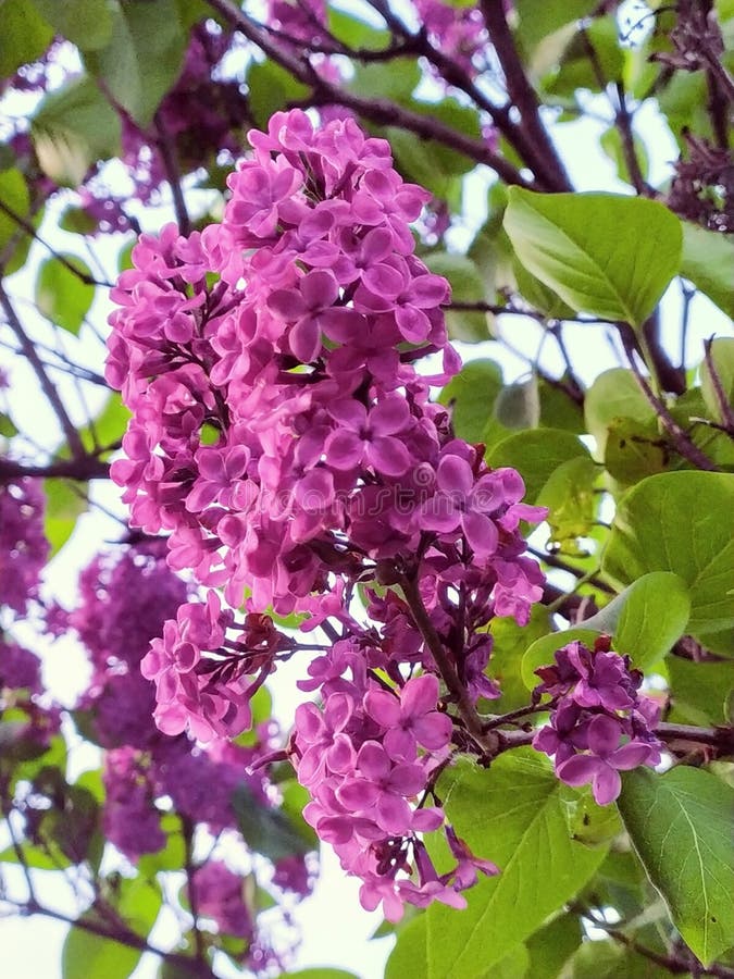 Lilac on a tree stock photo. Image of bushes, nature - 162530756
