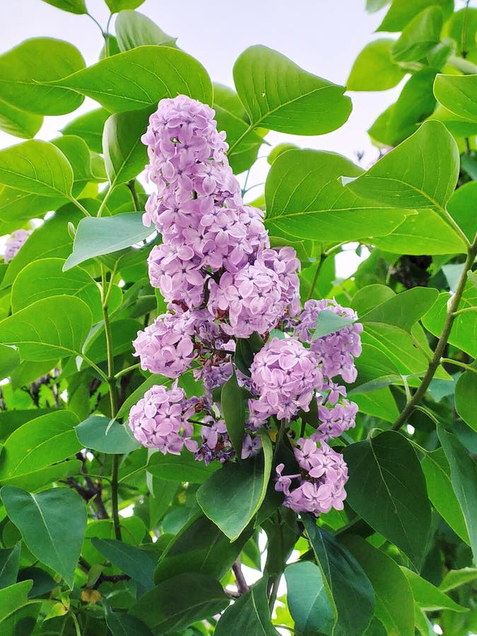 Lilac on a tree stock image. Image of llac, leaf, blossom - 162531085
