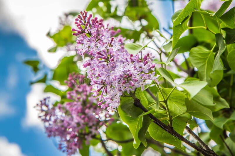 Lilac tree flowers stock image. Image of agriculture - 146485387
