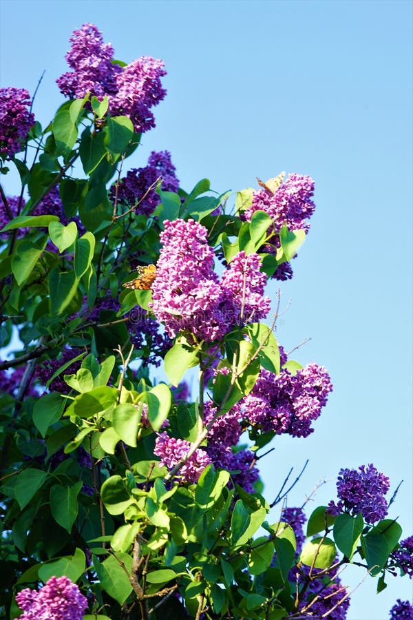 Lilac Tree and Orange Butterflies Sit on a Flowering Branch Stock Image ...