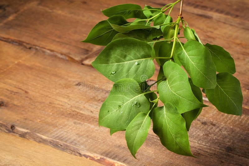 Lilac Tree on Wooden Texture Background Stock Photo - Image of beauty ...