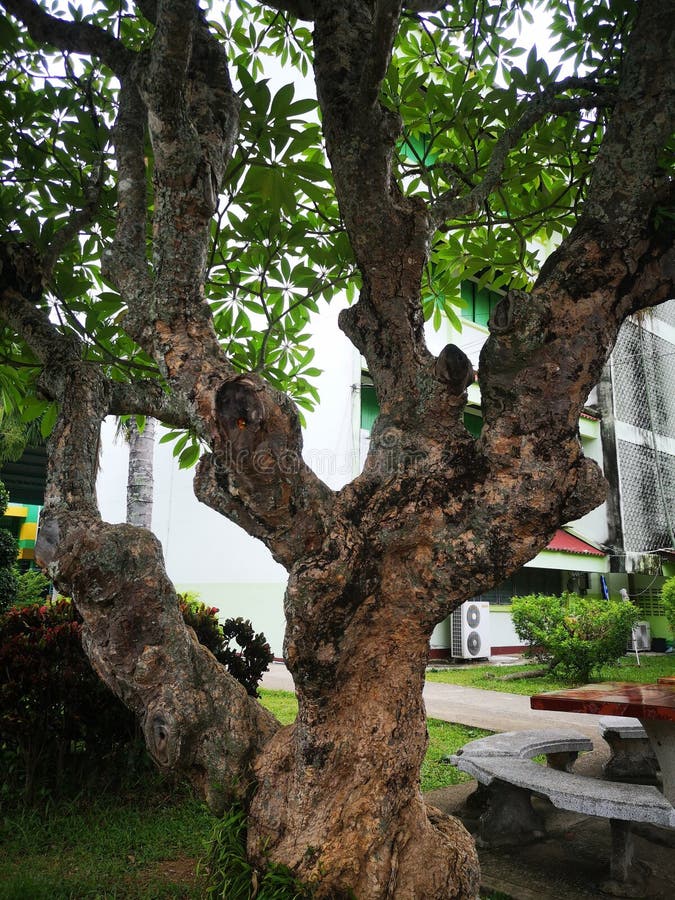 Lilac Trees, Scientifically Known As Syringa, are Known for Their ...