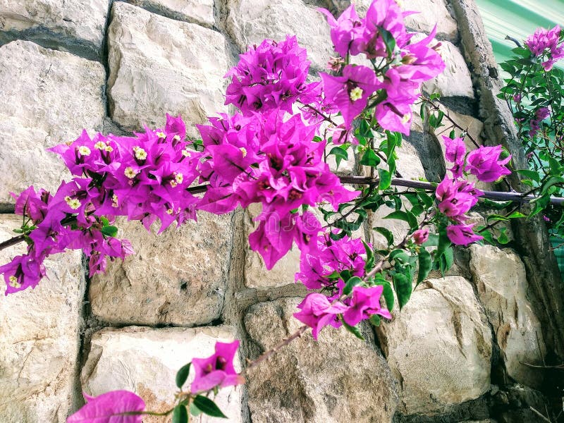Lilac tropical flowers stock photo. Image of tropical - 133339884