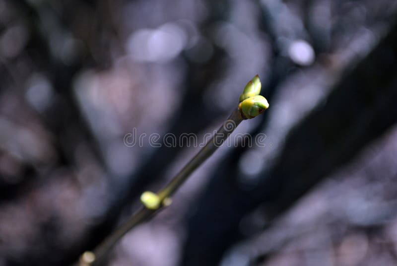 Young Buds Sprouting from the Stem. Stock Photo - Image of environment ...