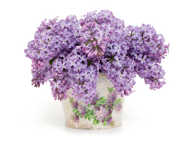 Lilac in a white pot stock photo. Image of inflorescence - 32268564